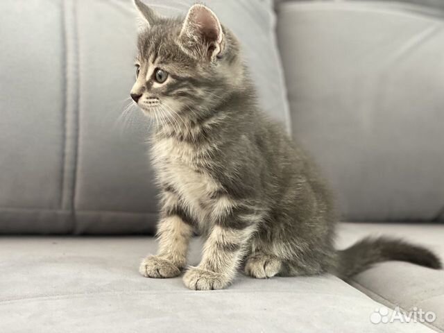 Котята от мамы сил-поинт