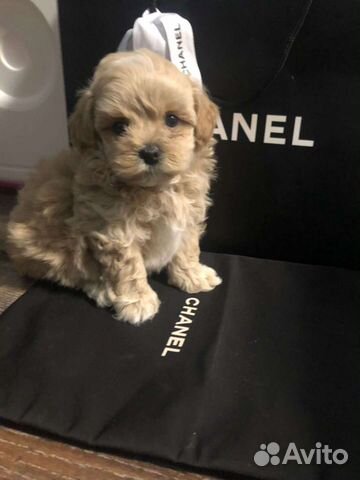 Мальтипу Ф1 шикарные малыши мальчики