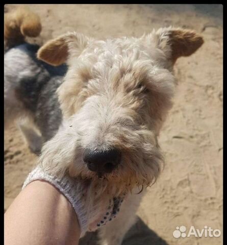 Собака кобель Фокстерьер 2 года