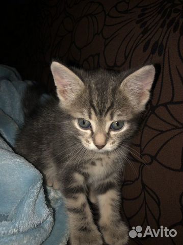 Милый котенок