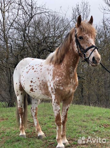 Мерин Сэм Алтайской породы 2018