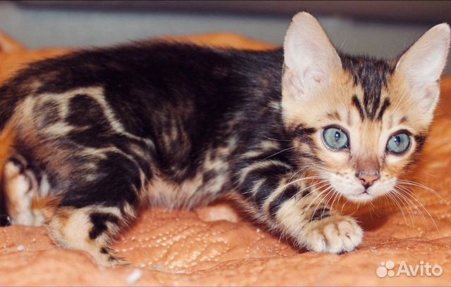 Бенгальские котята