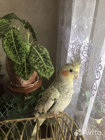 Корелла Умка