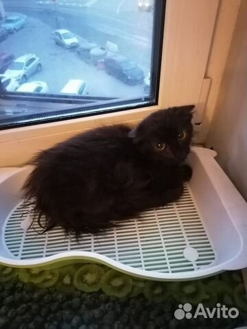 Черный пушистый котик