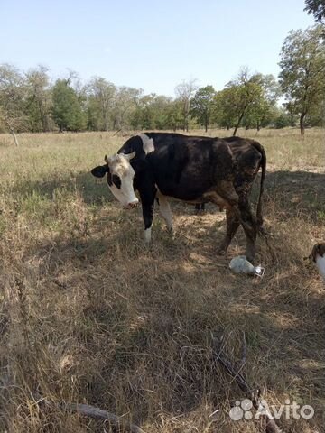 Продажа с/х животных крс