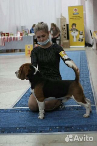 Бигль Чемпион Продажа