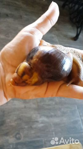 Улитки Ахатины бесплатно