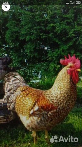 Петух Билефельдер