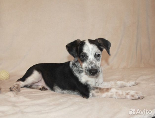 Делия, 2,5 месяца, в добрые руки