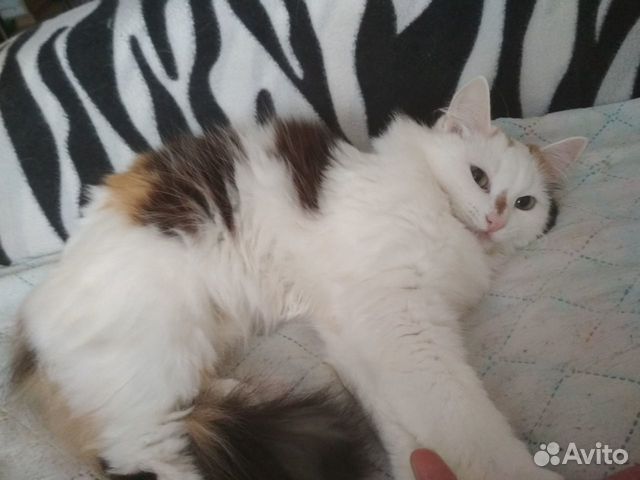 Отдам милую кошку в добрые руки