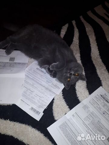 Отдаю в хорошие руки черного котенка
