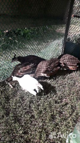 Павлины продажа