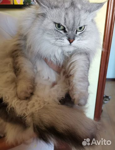 Кошка персидская шиншилла