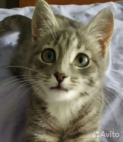 Котенок тигренок в добрые руки