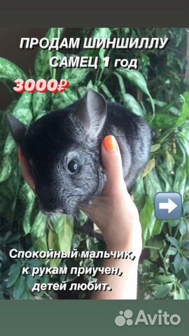 Шиншилла самец с клеткой