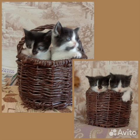 Котята в добрые руки