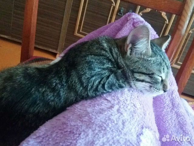Полосатый ласковый котик