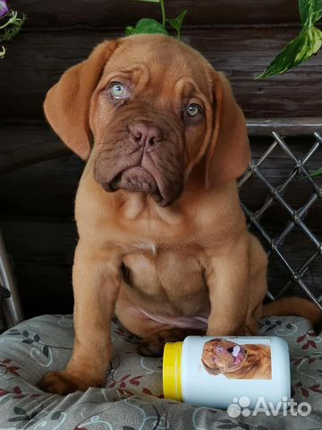 Щенки бордосы