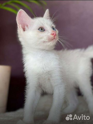 Белоснежный малыш с разноцветными глазками