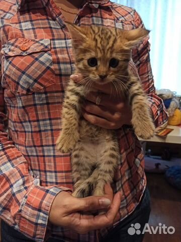 Бенгальские котята