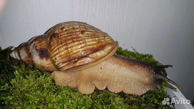 Улитки ахатины ретикулята