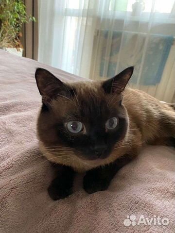 Отдам кота в добрые руки