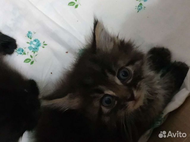 Котятки в добрые руки