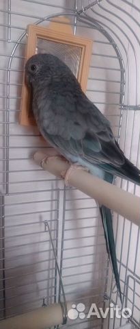 Попугай певчий