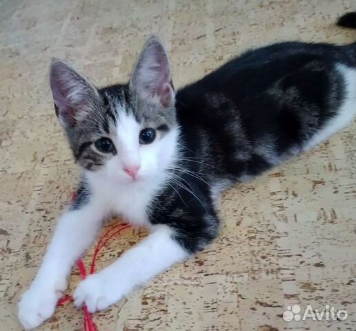 Котёнок мальчик 3месяца