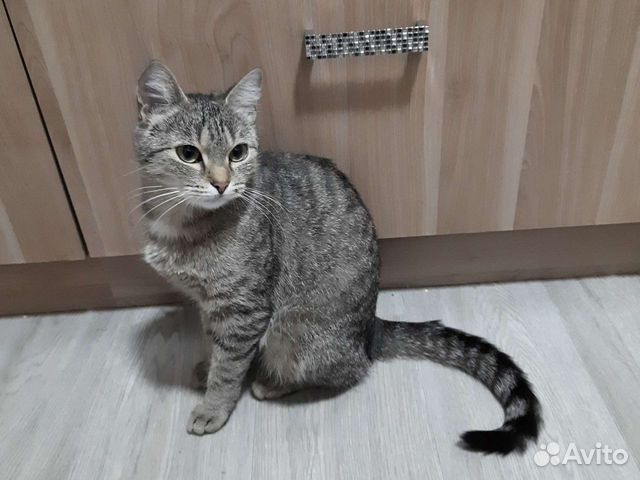 Кошка потеряшка Адоратского 38