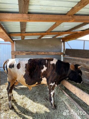 Бык айширской породы возраст1.4 года продам на пле