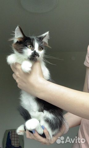 Котенок мальчик