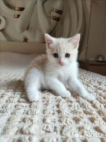 Кошки бесплатно