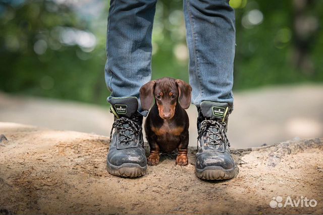 Такса мини/кроличья девочка