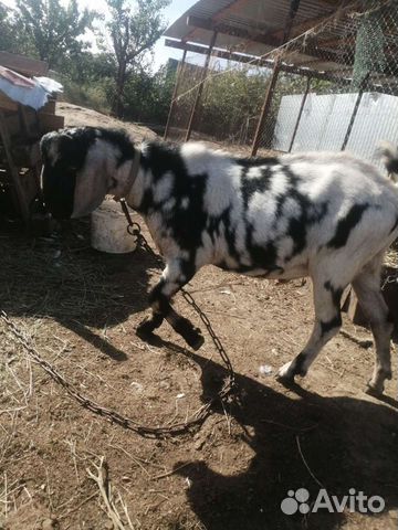 Нубийский козел