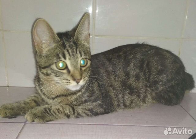 Полосатый котенок- тигренок