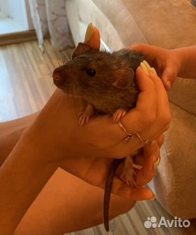 Декоративная крыса