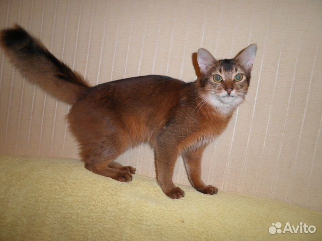 Сомалийский котик