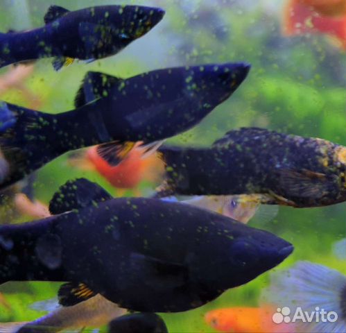 Моллинезии