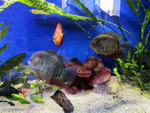 Северумы и Уару