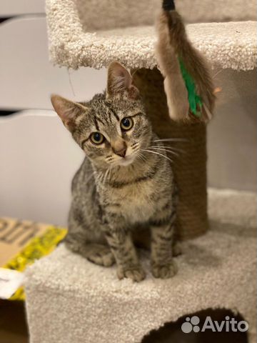 Чудесный котёнок Шпротик в добрые руки