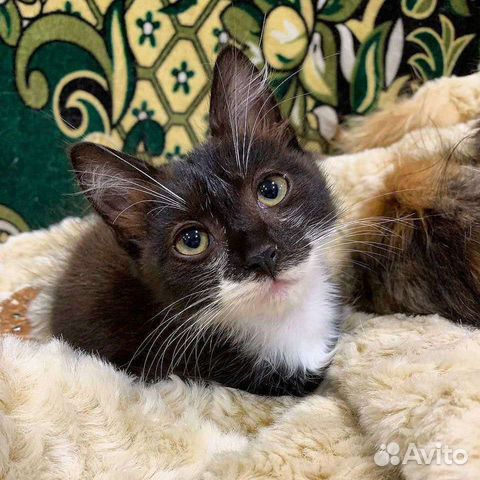 Котёнок Черныш ищет дом