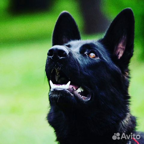 Продам немецкую овчарку
