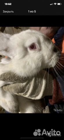 Кролики великаны,калифорнийцы