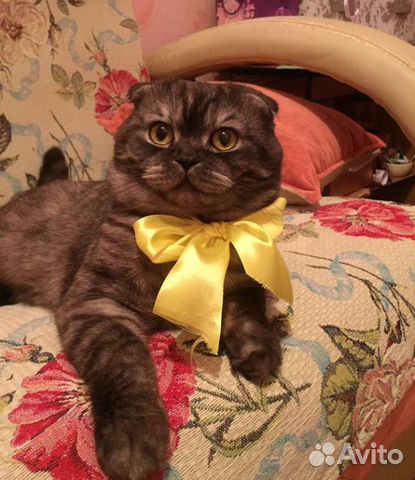 Шотландский кот вязка