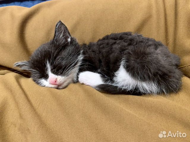 Люси Магуайер ищет дом