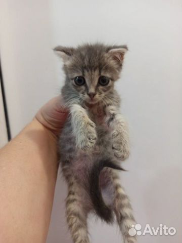 Котенок