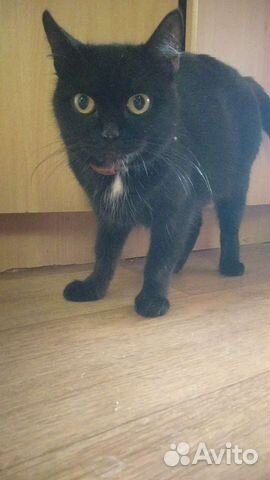 Даром кошку с котенком, аллергия