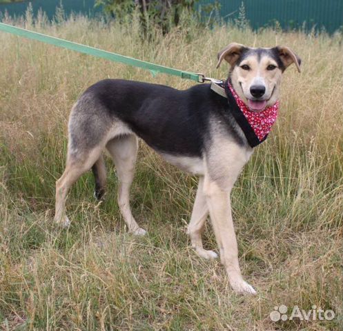 Собака голодает в приюте