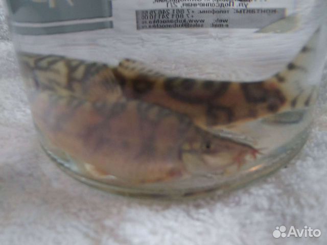 Аквариумные рыбки